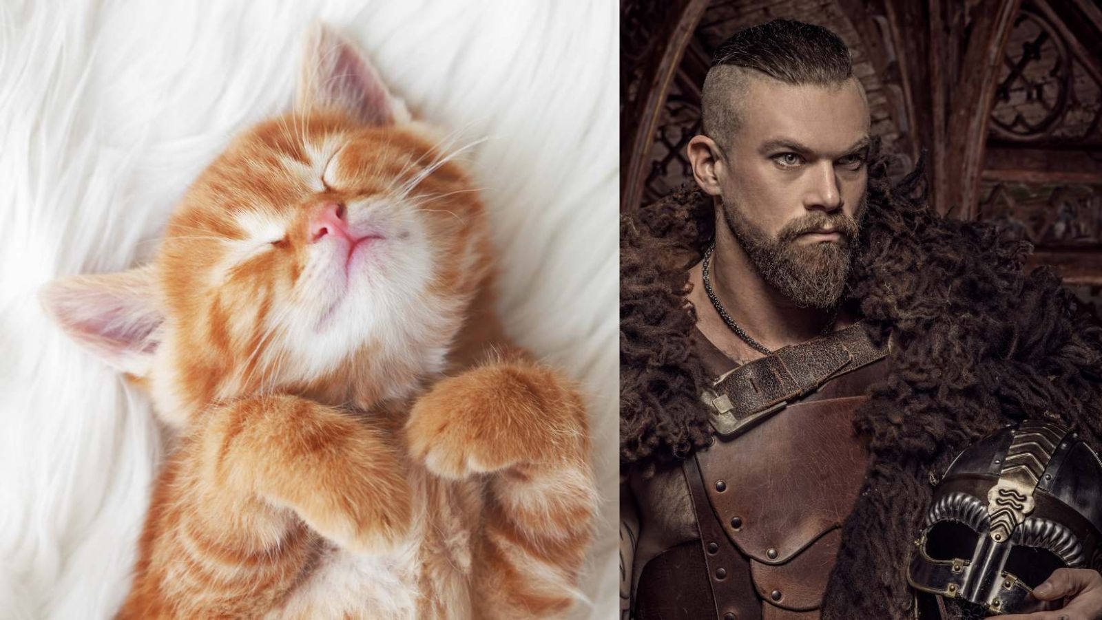 Les chats roux sont les meilleurs amis des Vikings ! Voici pourquoi ils ... Les chats roux sont les meilleurs amis des Vikings ! Voici pourquoi ils ...